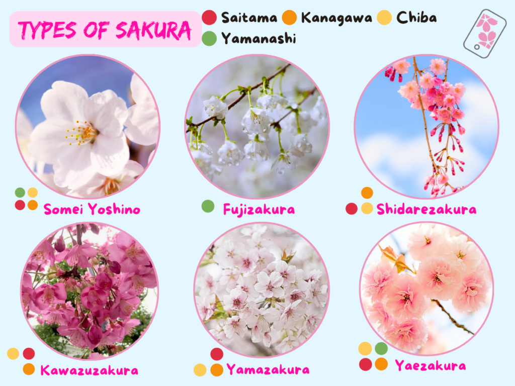 2025 Cherry Blossom Guide: Best Day Trips from Tokyo for Sakura ...